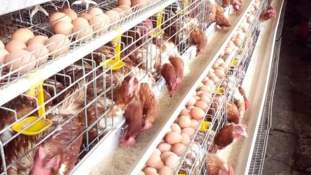 Chicken cages for sale in Kenya - FarmHatch Incubators