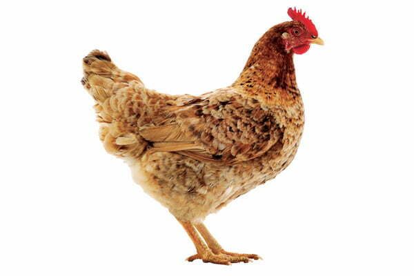 Characteristics of Kenbro chicken - FarmHatch Incubators
