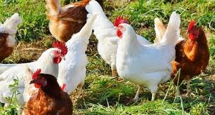 Poultry Farming Techniques - FarmHatch Incubators